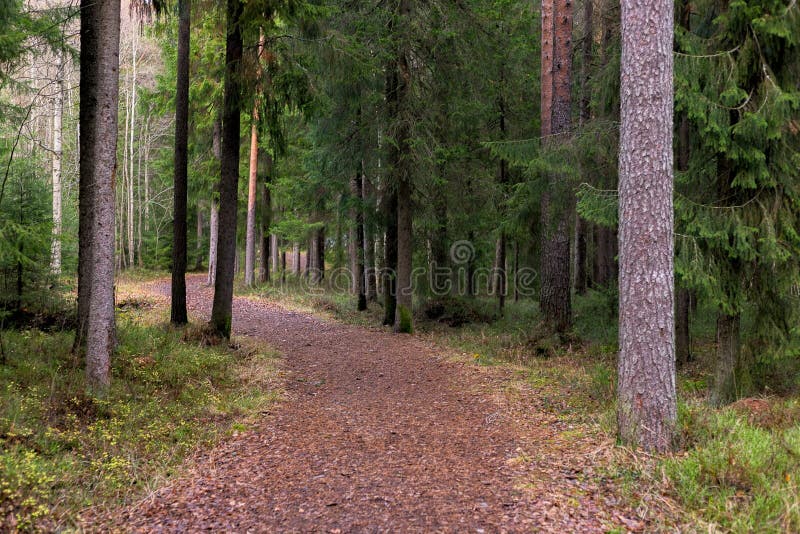 Path in Woods stock photo. Image of pine, path, trees - 130683782