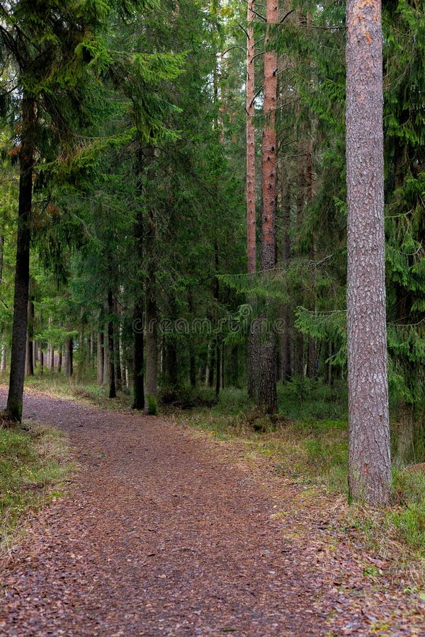 Path in Woods stock image. Image of trail, path, autumn - 130683799