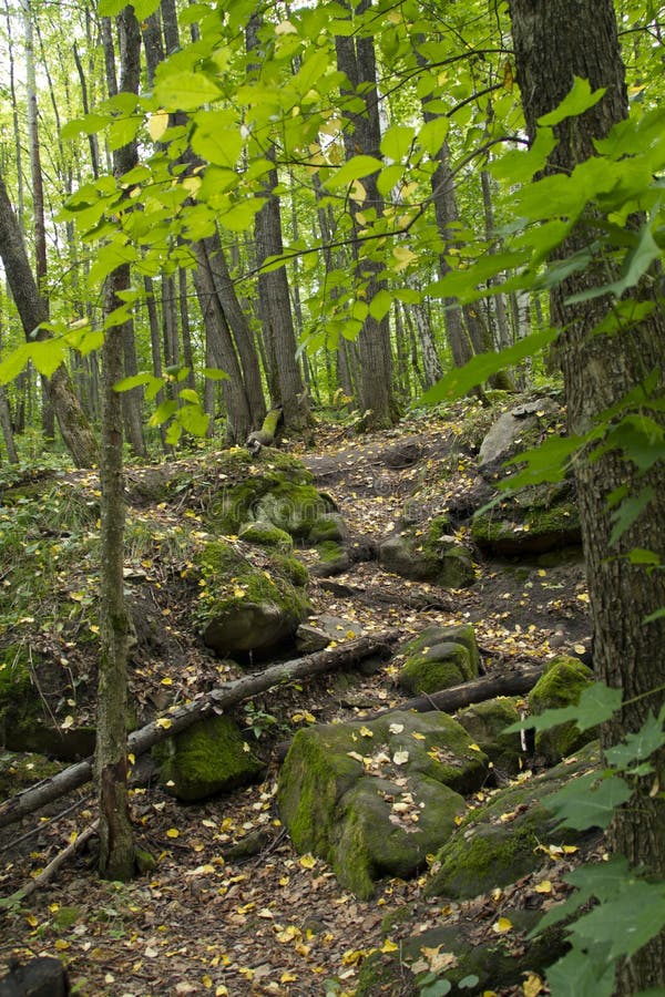 Path in the woods stock photo. Image of trees, forest - 91312124