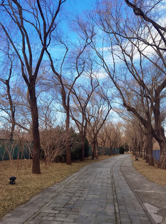 A Path through the Woods on a Cold Winter Day. Stock Photo - Image of ...
