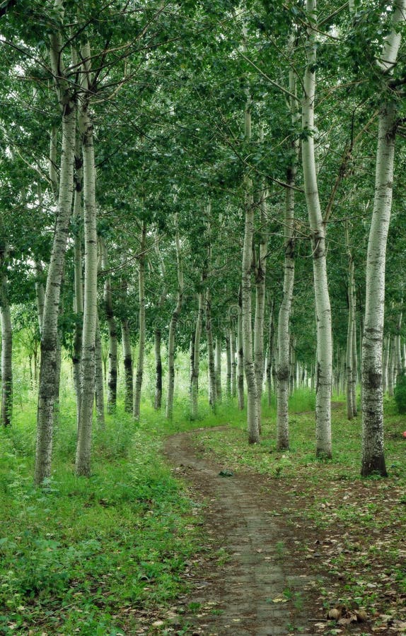 A Path in the Woods on a Summer Day . Stock Image - Image of forest ...