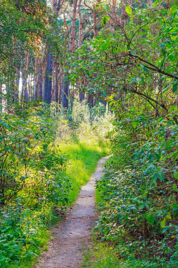 Sunlit Nature Path Stock Photos - Download 2,647 Royalty Free Photos