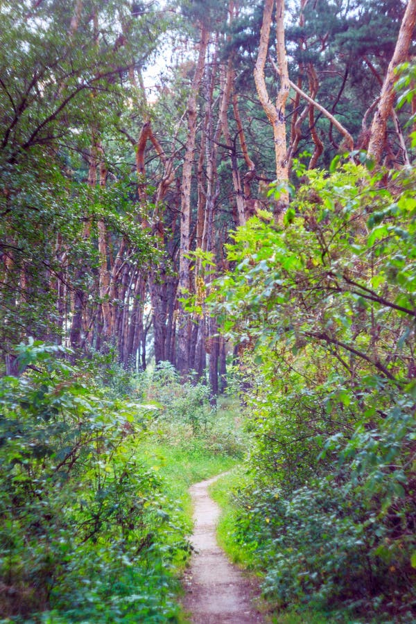 Sunlit Nature Path Stock Photos - Download 2,647 Royalty Free Photos