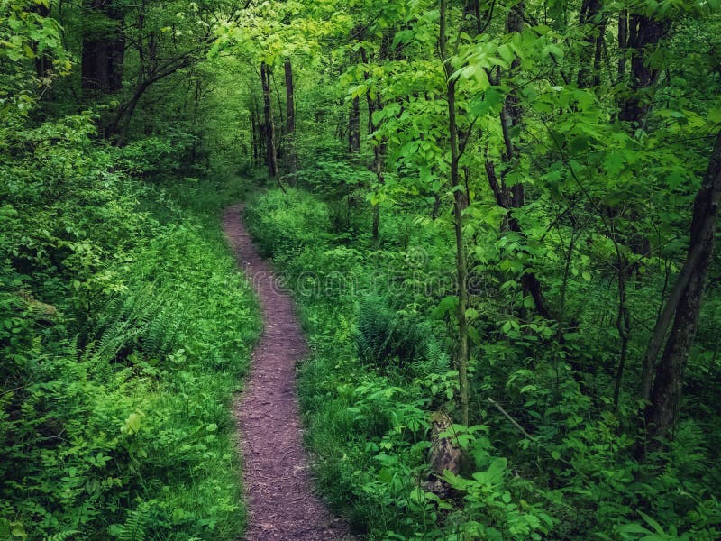A Path through the Woods Surrounded in Greenery Stock Photo - Image of ...