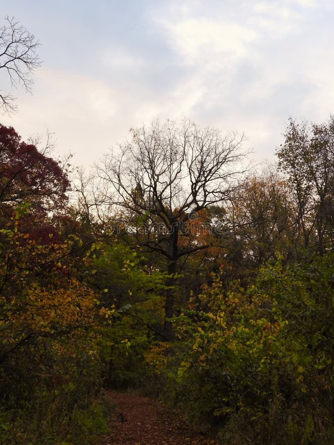Path in Woods with Tall Maple Tree Mostly Leafless in Autumn Landscape ...