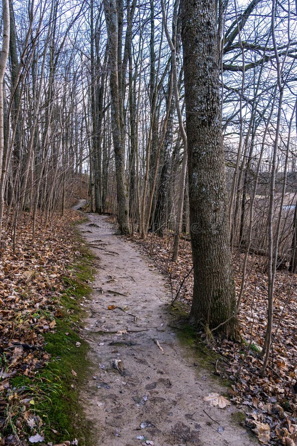A Path in the Woods between the Trees Stock Image - Image of trees ...