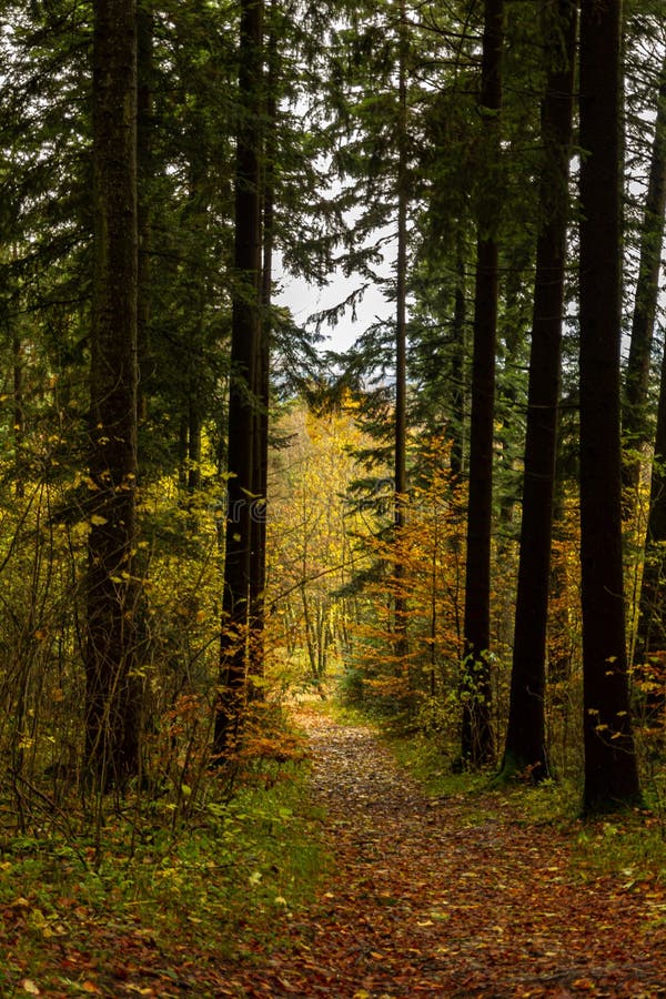 A Path in the Woods with Trees and Leaves on the Ground and a Bench on ...