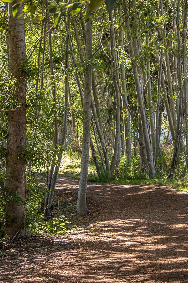 Path through Woods Under Tree Tops Stock Photo - Image of life, leaf ...