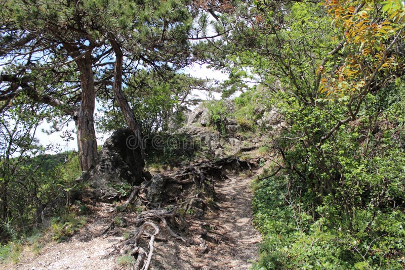 A Path through the Woods. Vienna Forest Stock Photo - Image of path ...