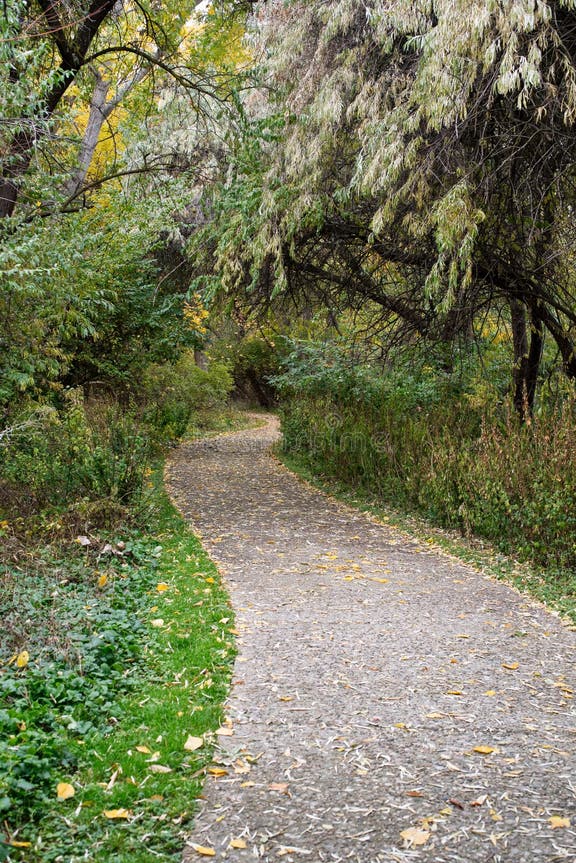Path into the woods stock photo. Image of woods, walking - 102410336
