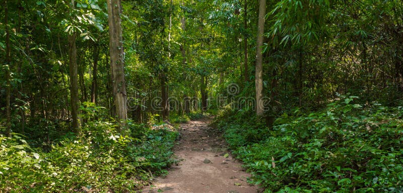 The path in the woods stock image. Image of landscape - 194340873