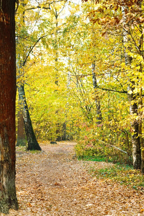 Path in Yellow Forest in Autumn Stock Image - Image of leaf, deciduous ...