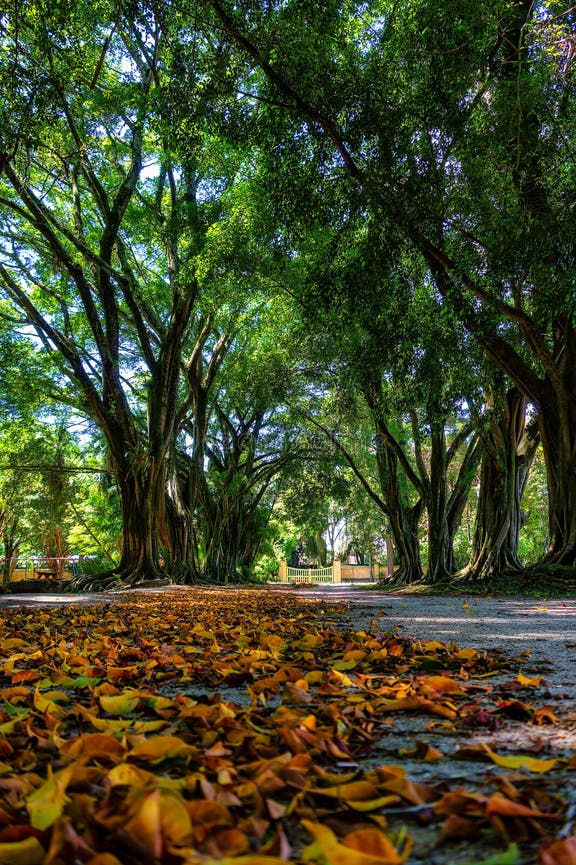 Path with Yellow Tree Leaves Fallen on the Ground between Trees with a ...