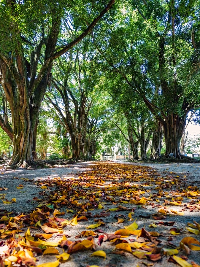 Path with Yellow Tree Leaves Fallen on the Ground between Trees with a ...