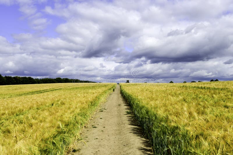 Path through the Yellow Wheat Field Stock Image - Image of wheat, scene ...