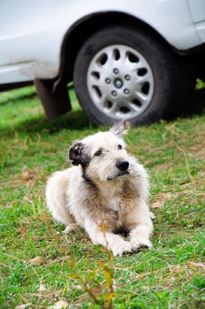 Pathetic dog stock photo. Image of pathetic, grass, portrait - 12548998