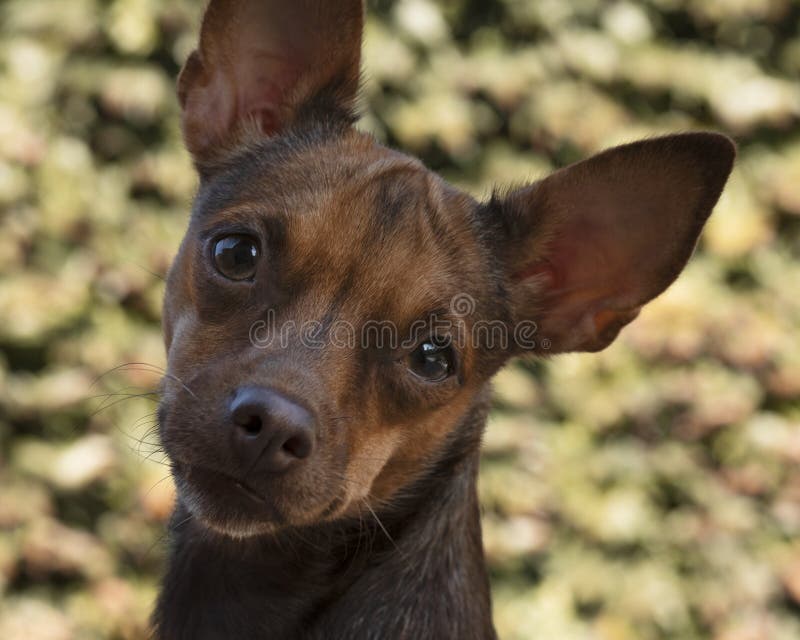 Pathetic Little Dog Looking Scared in the Camera Camera. Stock Photo ...