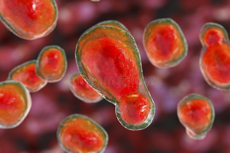 Pathogenic Yeast Fungus Cryptococcus Neoformans Stock Illustration ...