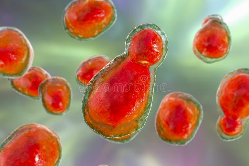 Pathogenic Yeast Fungus Cryptococcus Neoformans Stock Illustration ...