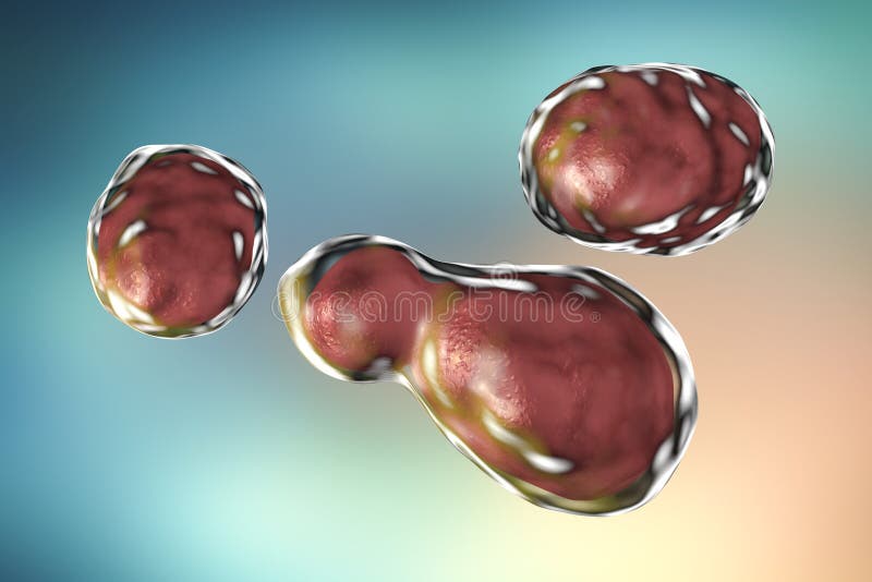 Pathogenic Yeast Fungus Cryptococcus Neoformans Stock Illustration ...