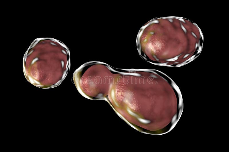 Pathogenic Yeast Fungus Cryptococcus Neoformans Stock Illustration ...