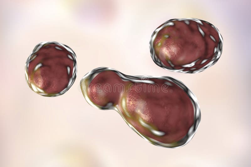 Pathogenic Yeast Fungus Cryptococcus Neoformans Stock Illustration ...