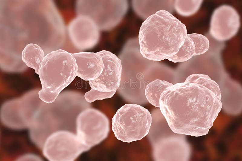 Pathogenic Yeast Fungus Cryptococcus Neoformans Stock Illustration ...