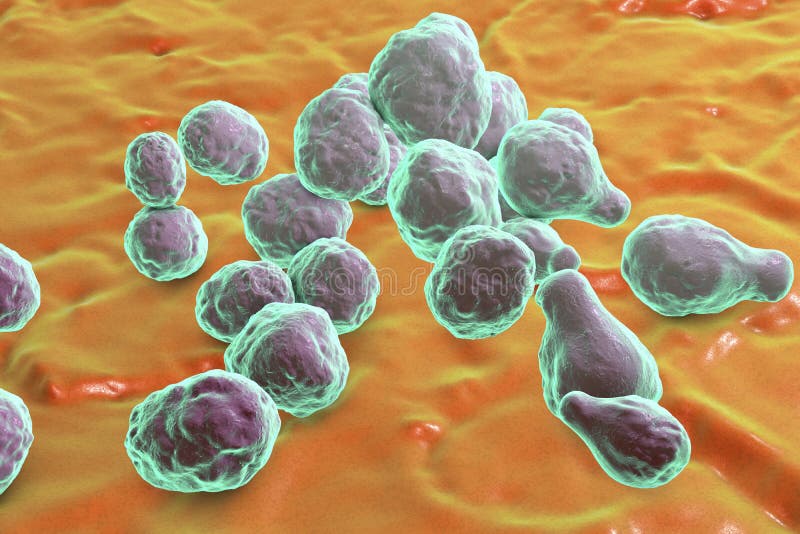 Pathogenic Yeast Fungus Cryptococcus Neoformans Stock Illustration ...