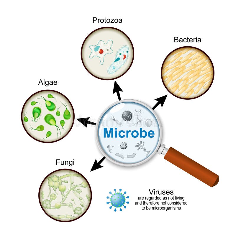 Types of Microorganisms. Bacteria, Fungi, One-celled Eukaryote, and ...