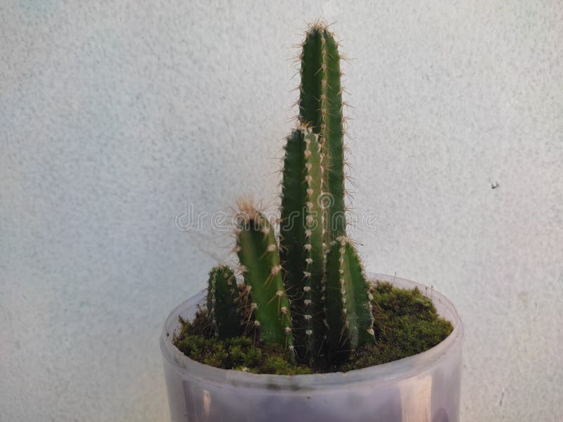 Pathok bonsai tree image stock image. Image of bonsai - 240142359