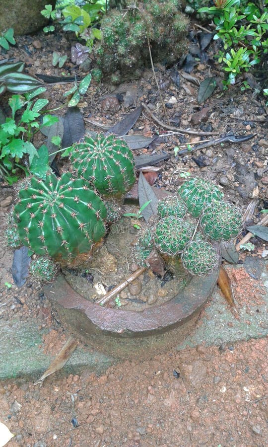 Pathok tree 2 stock image. Image of gardenplants, cactus - 80824107