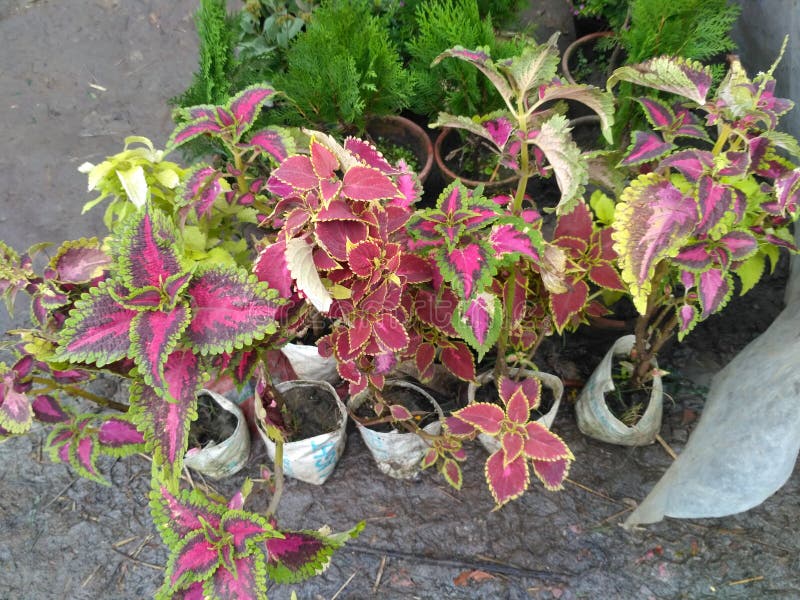 Indian pathor kuchi flower stock image. Image of indian - 123517423