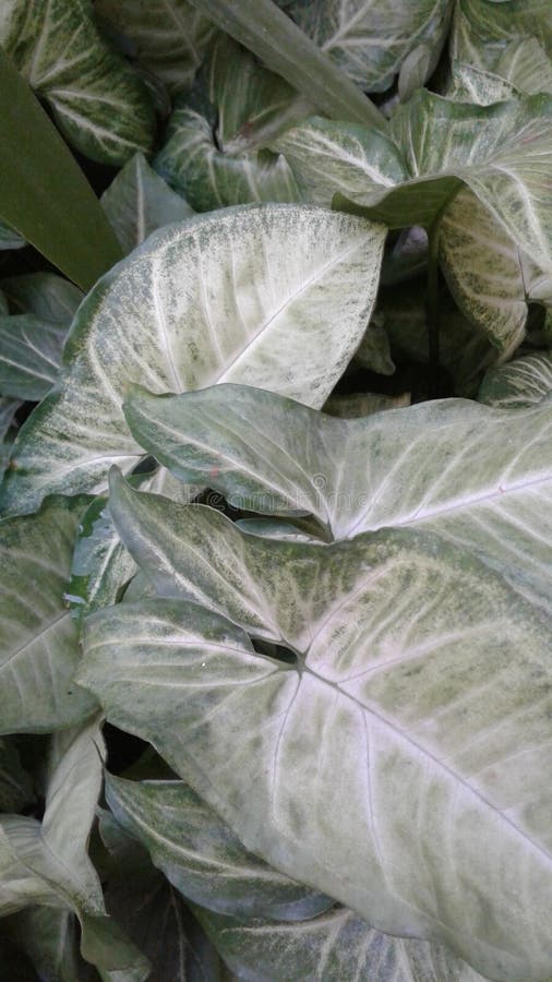 Pathos plant stock photo. Image of beautiful, pathos - 111292360