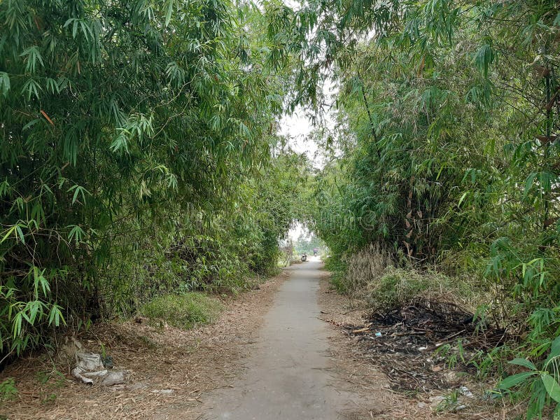 Paths, Bamboo Bushes, Trees Stock Photo - Image of trees, bamboo: 164539388