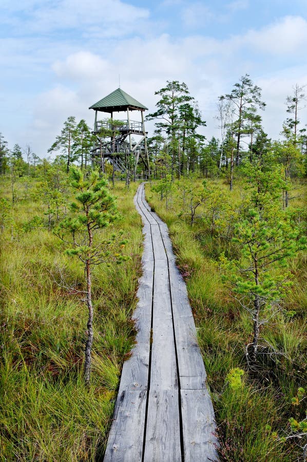 Paths in the bog. stock photo. Image of quagmire, bare - 17693732