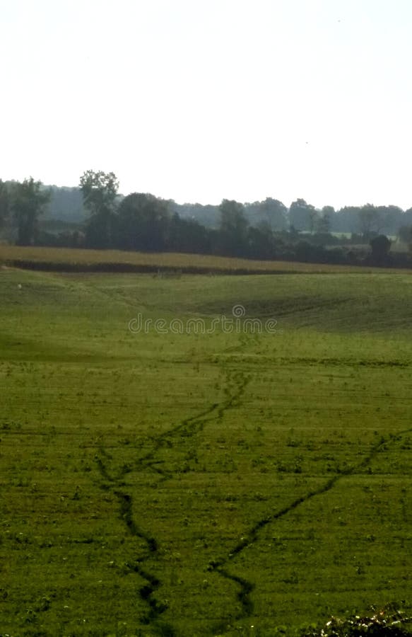 Paths through the field stock image. Image of green - 169443399