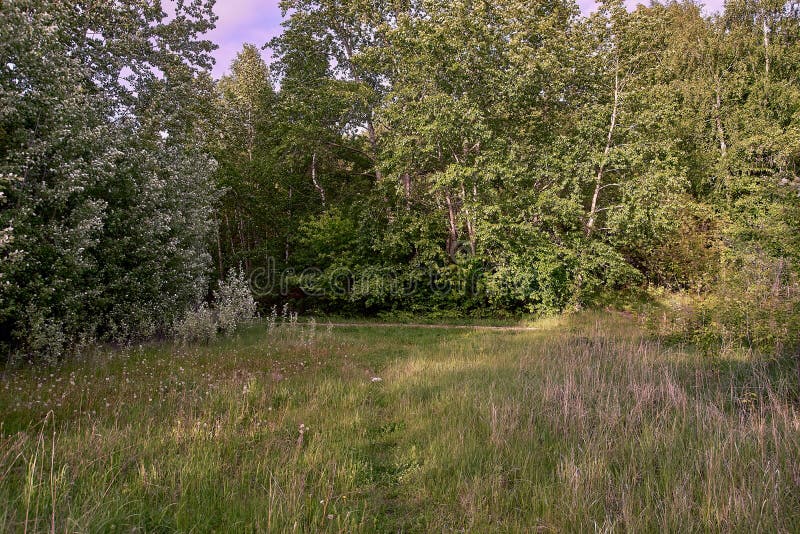 Two paths in a forest stock image. Image of nature, colorful - 2281983