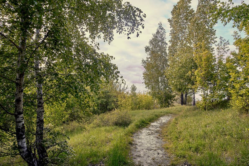 Two paths in a forest stock image. Image of nature, colorful - 2281983