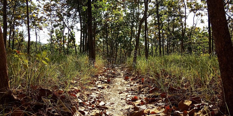 Paths with leaves fall stock image. Image of cool, magic - 151377491