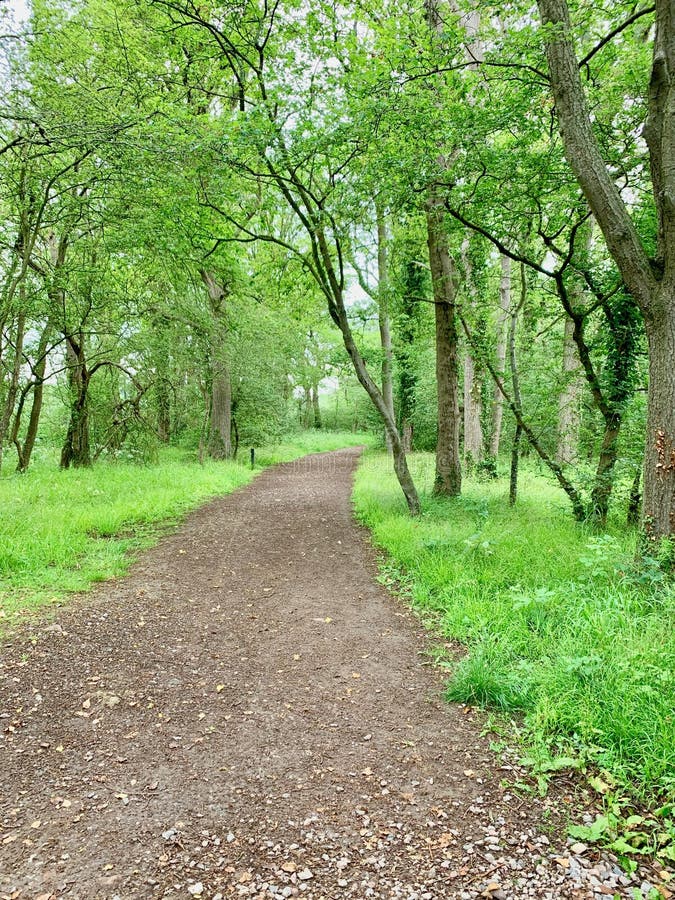 Paths through Surrey Woodland Stock Photo - Image of lawn, surrey ...