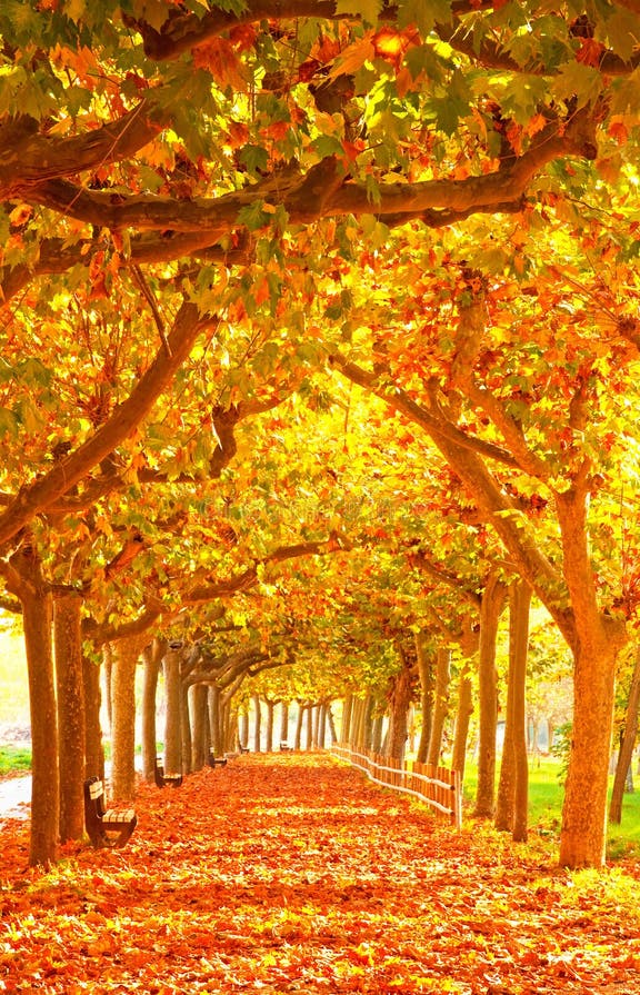 Pathway stock image. Image of environment, calm, orange - 20870049