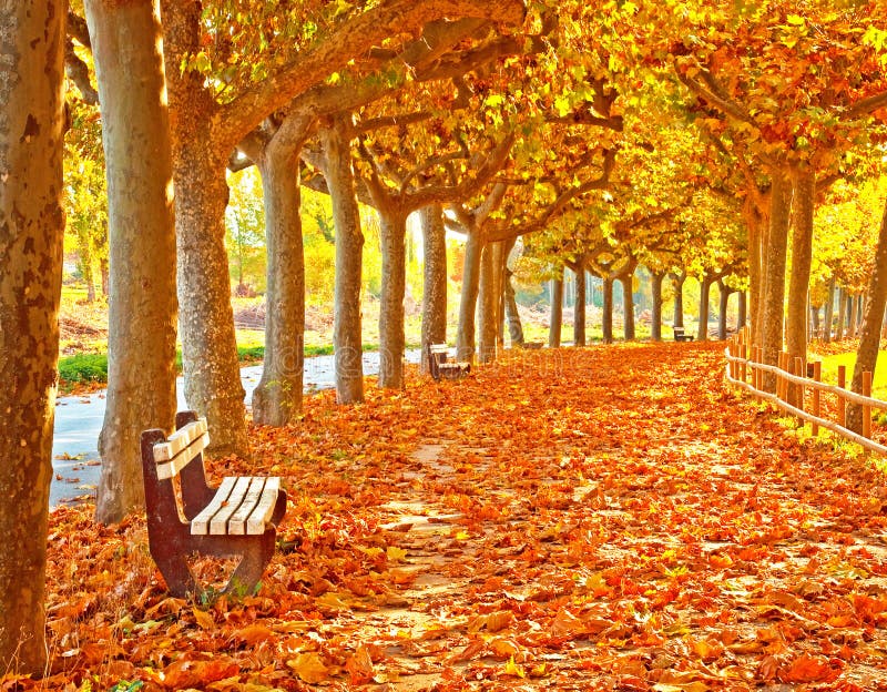 Beautiful Vibrant Autumn Fall Forest Scene Stock Photo - Image of brown ...