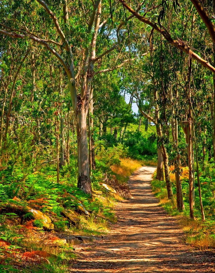 Pathway stock image. Image of nature, colors, autumnal - 20825235