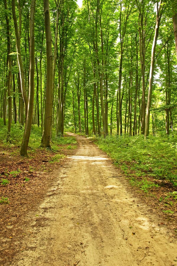 Pathway stock image. Image of nature, colors, autumnal - 20825235