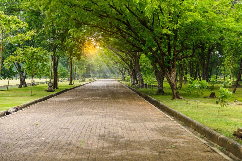 Pathway Alone the Large Tree in the Urban Park Stock Image - Image of ...