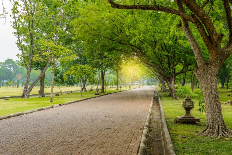 Pathway Alone the Large Tree in the Urban Park Stock Photo - Image of ...