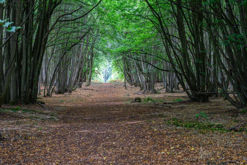 Pathway through Trees in Rural England Stock Image - Image of outdoors ...