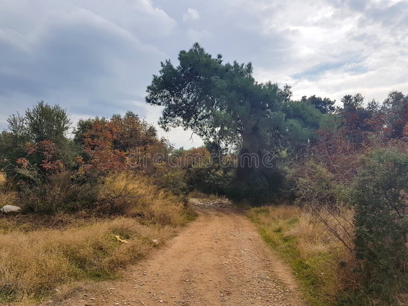 Pathway Around Fields Rural Areal with Pines and Olive Trees Stock ...