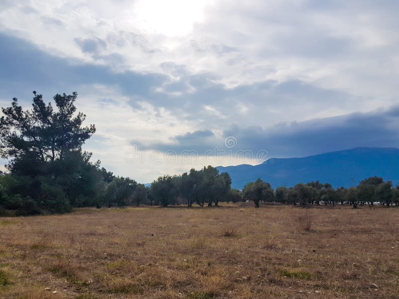 Pathway Around Fields Rural Areal with Pines and Olive Trees Stock ...
