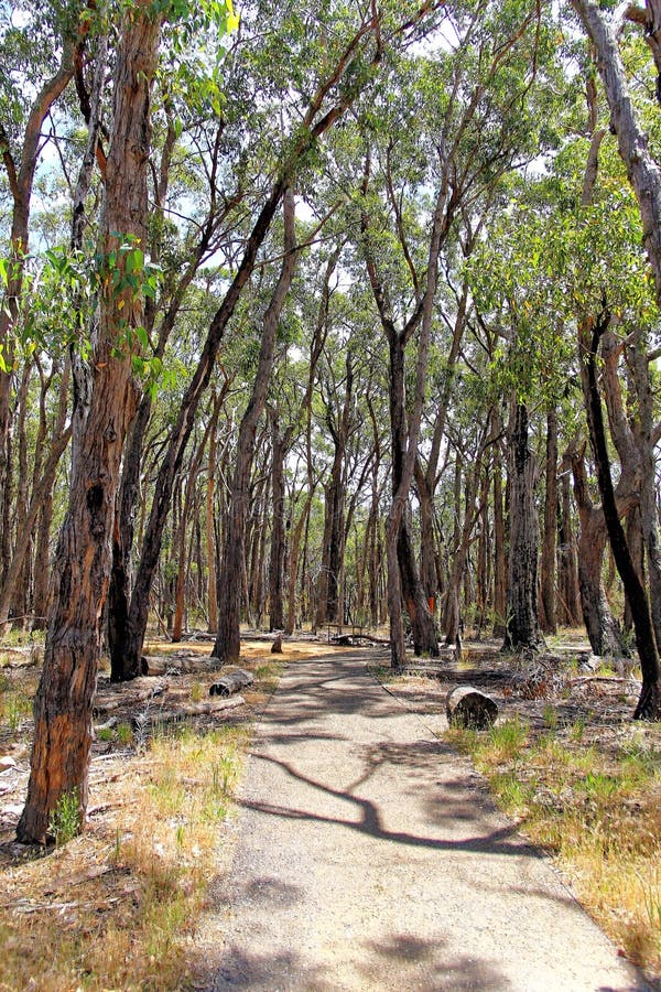 Pathway through Australian Rainforest Stock Image - Image of pristine ...